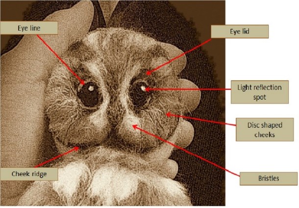 Needle felting a Tawny Owl – photo tutorial | Fit to be loved