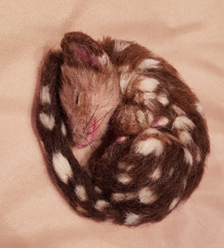 Meet Freckle; the baby tiger quoll | Fit to be loved