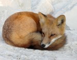 Needle felted Fox | Fit to be loved