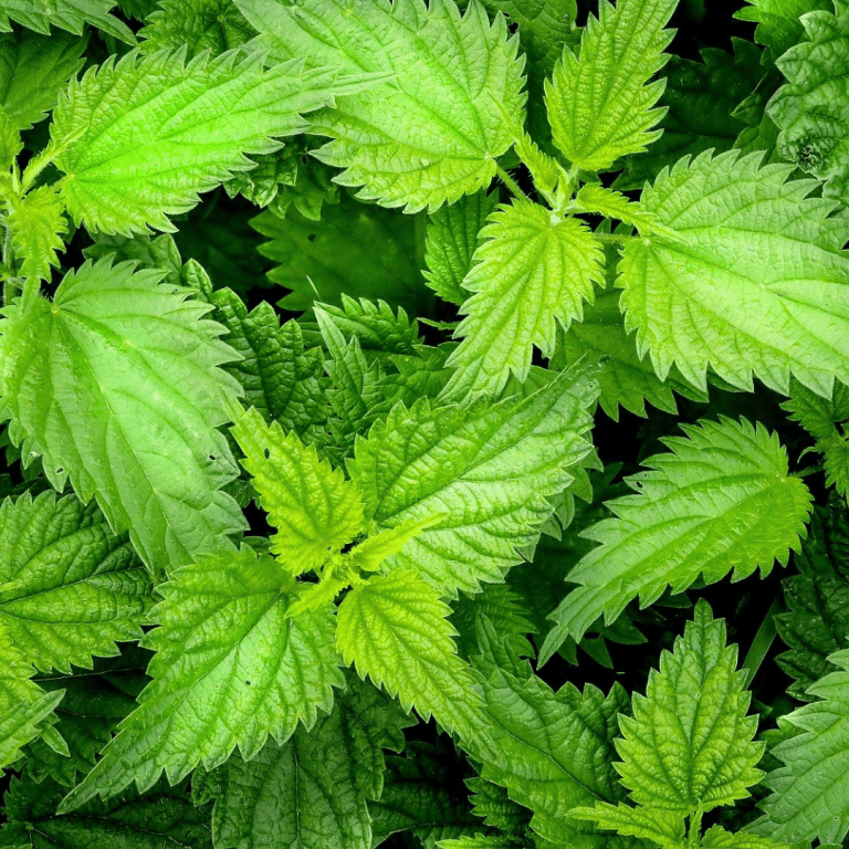 Needle Felting Wool: A Guide To The Different Types And How To Use Them ...