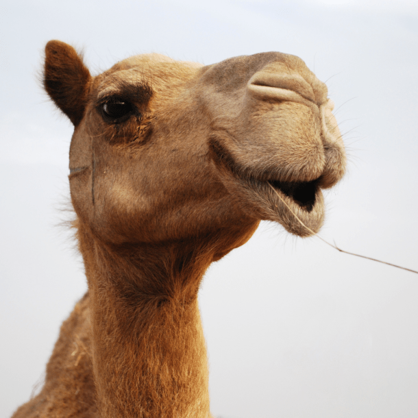 Needle Felting Wool: A Guide To The Different Types And How To Use Them ...