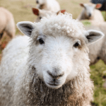 Needle Felting Wool: A Guide To The Different Types And How To Use Them ...