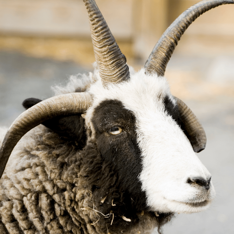 Needle Felting Wool: A Guide To The Different Types And How To Use Them ...