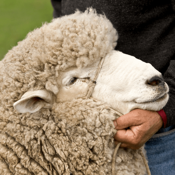 Needle Felting Wool: A Guide To The Different Types And How To Use Them ...