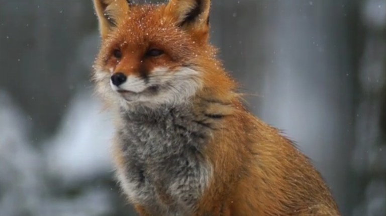 How to HAND BLEND WOOL for Realistic Needle Felted Animals | Fit to be ...