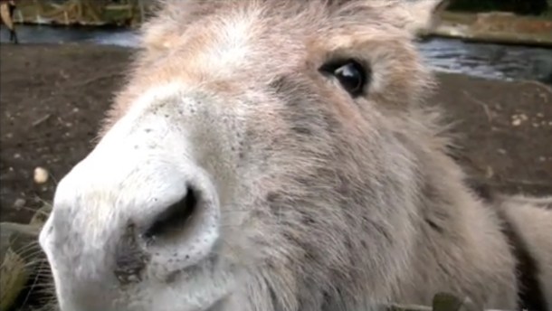 How to HAND BLEND WOOL for Realistic Needle Felted Animals | Fit to be ...